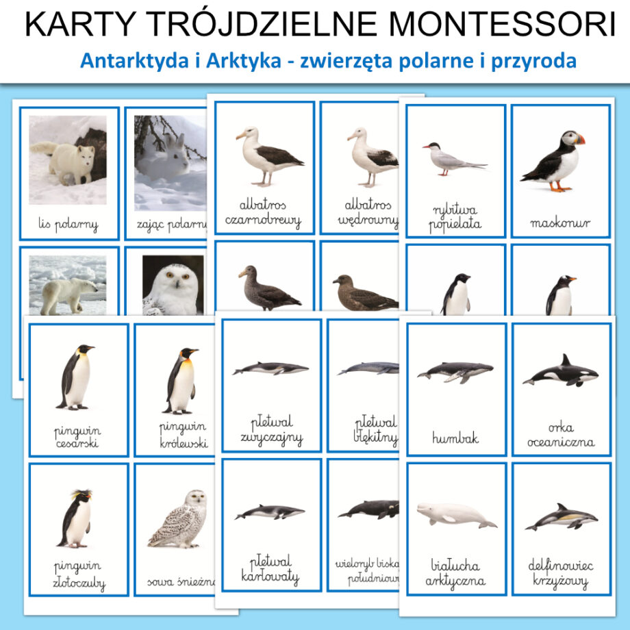 Karty Obrazkowe ANTARKTYDA i ARKTYKA (zwierzęta polarne)